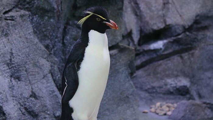 Foto: Pusat Konservasi Penguin Terbesar Dunia yang Dibuka Lagi