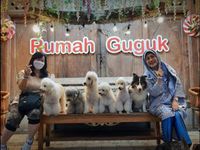 Rumah Guguk Bandung, Bermain dan Foto dengan Anjing dari Berbagai Ras
