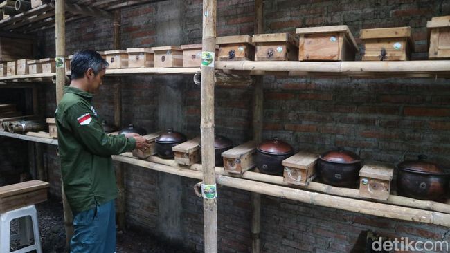 Bagaimana Beternak Lebah Klanceng Baca Informasi Lengkapnya - Jenis ...