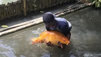 Viral! Ini Penampakan Ikan Emas Raksasa di Situ Kubang Sukabumi