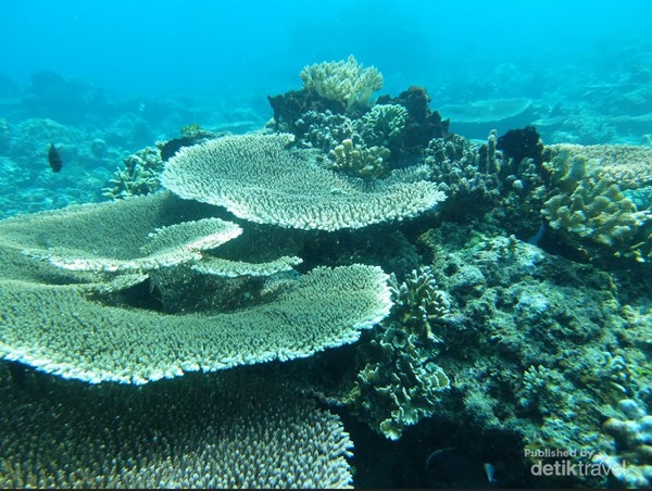 3 Spot Diving Cantik di Pulau Dionumo, Gorontalo 3 Spot Diving Cantik di Pulau Dionumo, Gorontalo