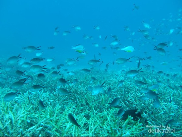Menyelami Keindahan Pulau Dionumo dan 3 Spot di Dalamnya Menyelami Keindahan Pulau Dionumo dan 3 Spot di Dalamnya