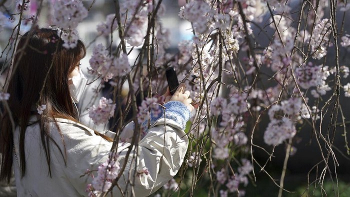 Tak Cuma Cantik, Sakura di Jepang Ini Punya Filosofi Mendalam