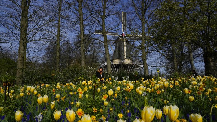 Hamparan Bunga Tulip di Taman Keukenhof Belanda, Indahnya Kebangetan!
