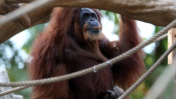 Selamat Ulang Tahun Orang Utan Tertua di Dunia!