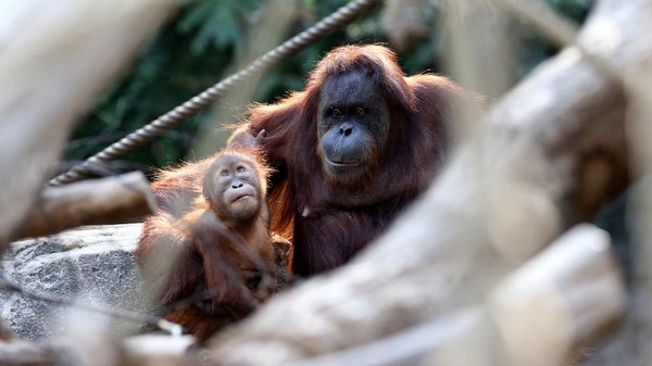 Selamat Ulang Tahun Orang Utan Tertua di Dunia!