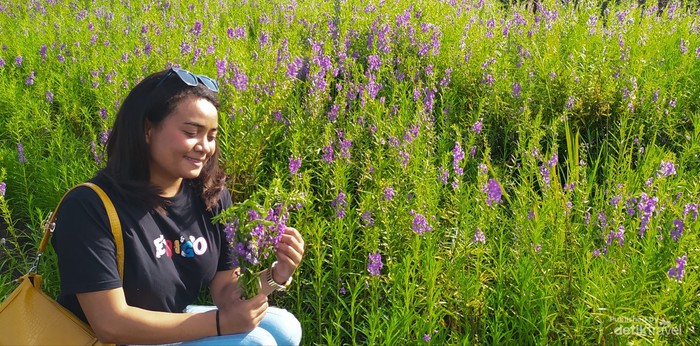 Hamparan Bunga Lavender Secantik Ini Ada di Indonesia