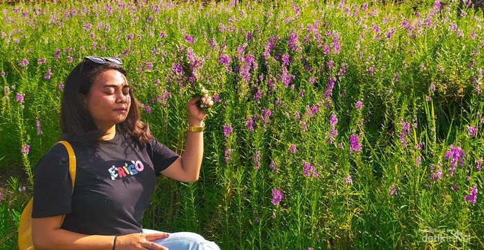 Hamparan Bunga Lavender Secantik Ini Ada di Indonesia