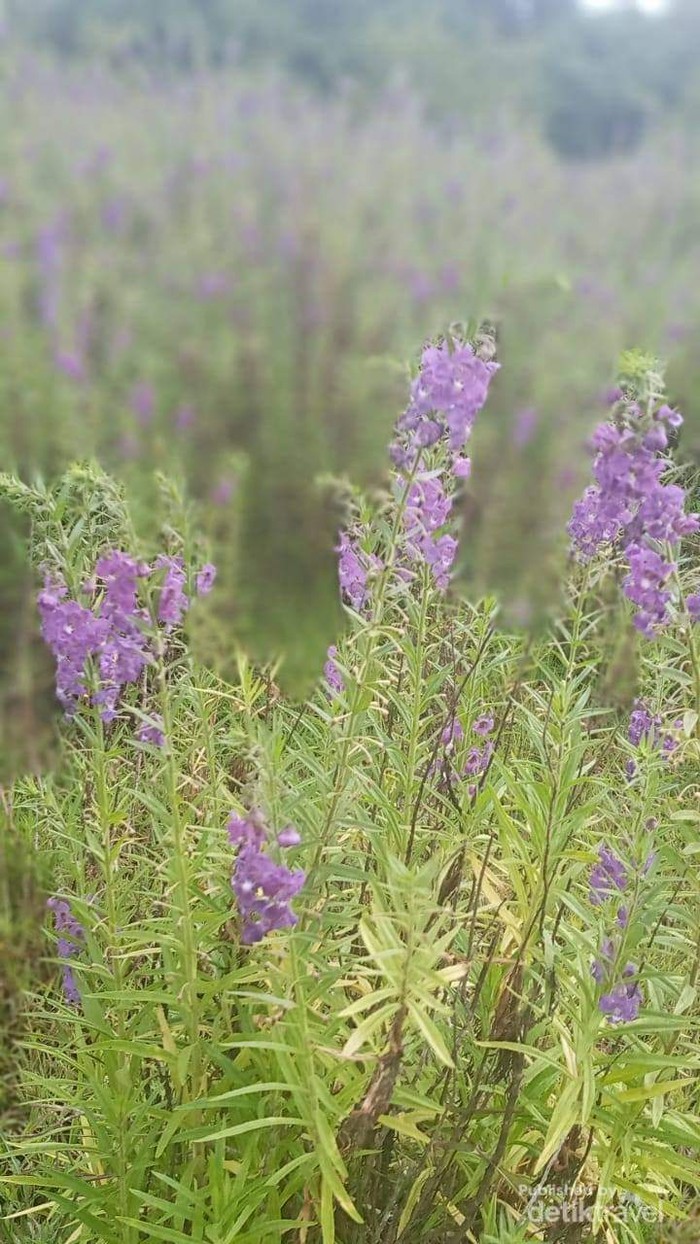 Hamparan Bunga Lavender Secantik Ini Ada di Indonesia