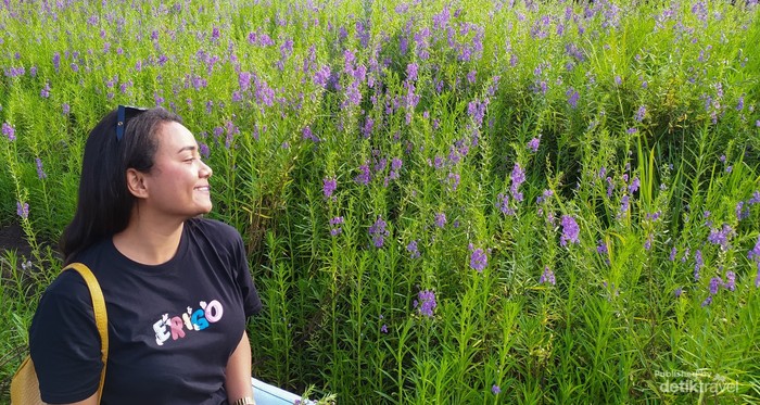 Hamparan Bunga Lavender Secantik Ini Ada di Indonesia