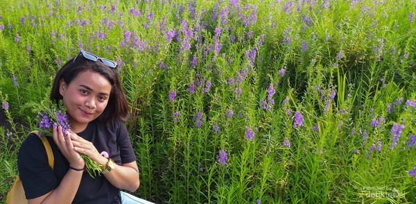 Hamparan Bunga Lavender Secantik Ini Ada di Indonesia