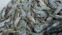 Top! Udang Asal RI 'Terbang' ke Thailand Sampai AS
