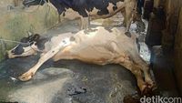 5 Sapi di Kota Bandung Terpapar Penyakit Mulut dan Kuku