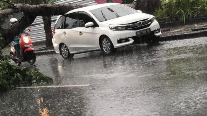 Hujan Deras, Pohon Tumbang Timpa Mobil Tengah Terparkir di Badung Hujan Deras, Pohon Tumbang Timpa Mobil Tengah Terparkir di Badung