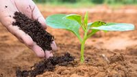 11 Jenis Pupuk untuk Tanaman dan Contohnya