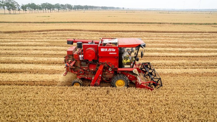 Lihat Panen Raya di China, 5 Alat Berat Dikerahkan untuk Menuai Gandum