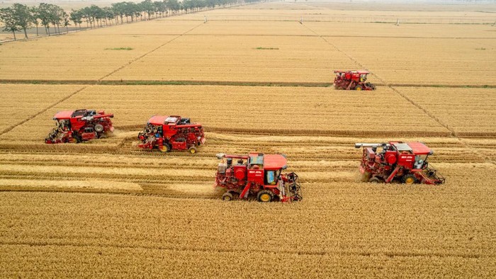 Lihat Panen Raya di China, 5 Alat Berat Dikerahkan untuk Menuai Gandum