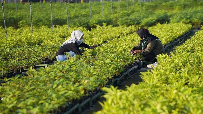 Melihat Hijaunya Pusat Persemaian Rumpin di Bogor