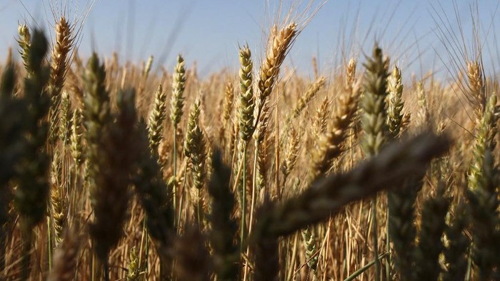 Melihat Panen Gandum di Tengah Perang Rusia-Ukraina