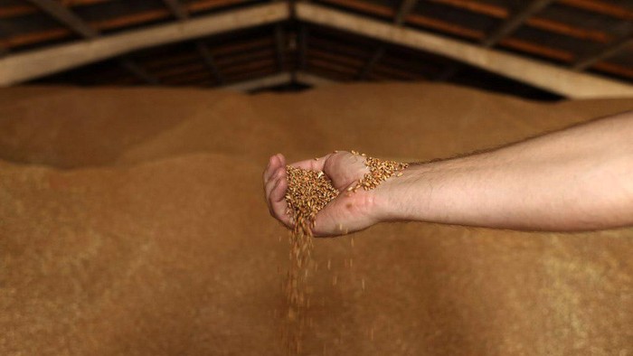 Melihat Panen Gandum di Tengah Perang Rusia-Ukraina