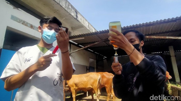RPH Surabaya Jamin Sapi Kurban dalam Kondisi Sehat-Bebas Wabah PMK RPH Surabaya Jamin Sapi Kurban dalam Kondisi Sehat-Bebas Wabah PMK