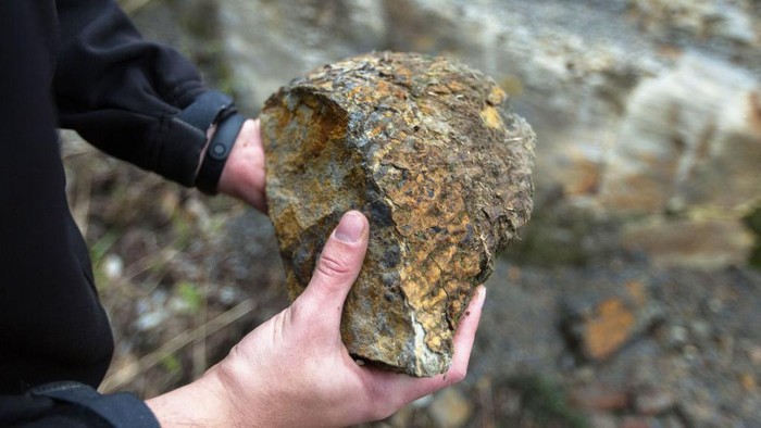 Penemuan Fosil Pohon 290 Juta Tahun Lalu, Jauh Sebelum Era Dinosaurus