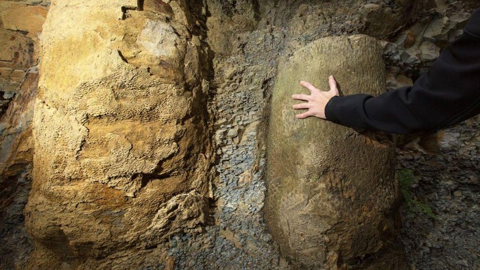 Penemuan Fosil Pohon 290 Juta Tahun Lalu, Jauh Sebelum Era Dinosaurus