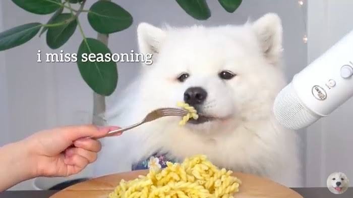 Bukan Manusia 10 Binatang Ini Sukses Jadi Bintang Mukbang Dan Asmr