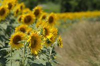 Apa itu Bunga Sempurna? Ini Pengertian dan Contohnya