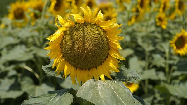 Terpesona Cantiknya Bunga Matahari yang Bermekaran di Italia