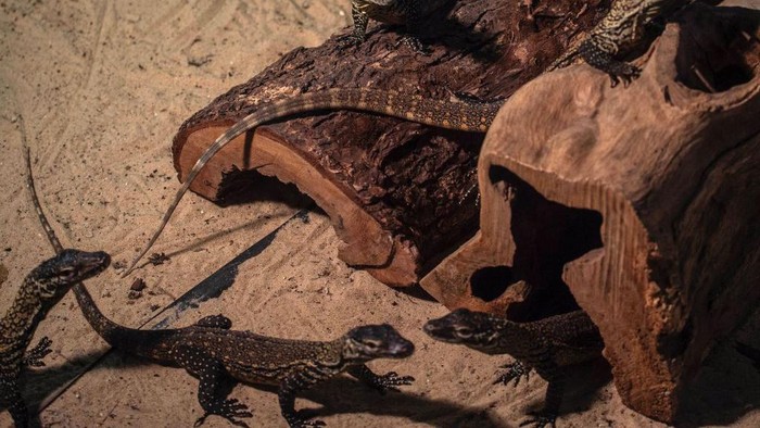 Puluhan Bayi Komodo Menetas di Kebun Binatang Surabaya, Ini Fotonya