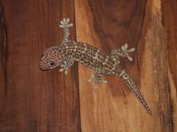 Ini Penyebab Ada Tokek di Rumah dan Cara Mengusirnya