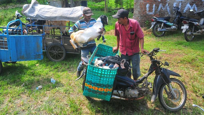 Jelang Idul Adha, Ojek Kambing Panen Rezeki Jelang Idul Adha, Ojek Kambing Panen Rezeki