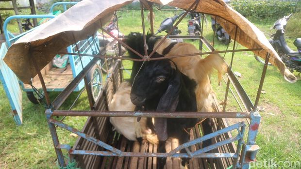Ada Layanan Ojek Khusus Kambing di Kudus, Panen Order Jelang Idul Adha Ada Layanan Ojek Khusus Kambing di Kudus, Panen Order Jelang Idul Adha