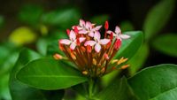 Mengenal Ilmu Botani dan Cabang-cabangnya