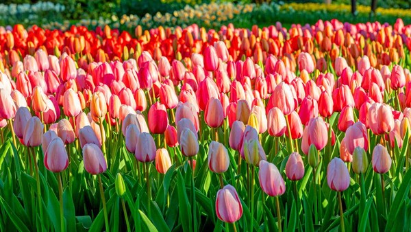 Indahnya Bikin Meleleh... Menjelajah Surganya Ladang Bunga di Belanda