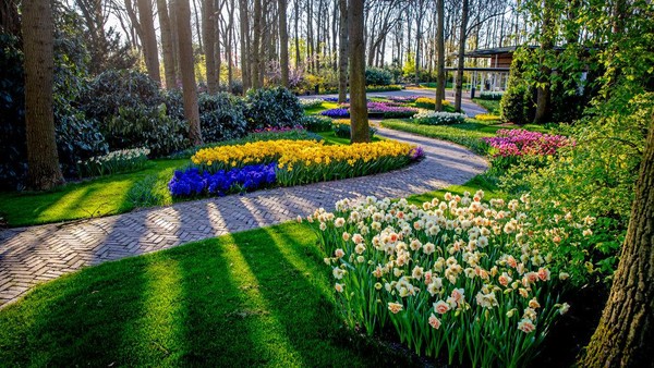 Indahnya Bikin Meleleh... Menjelajah Surganya Ladang Bunga di Belanda