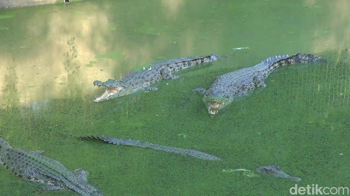 Buaya Terbesar Di Kalimantan 15 Meter