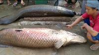 Tentang Arapaima, Ikan Invasif-Berbahaya yang Dilarang Masuk RI