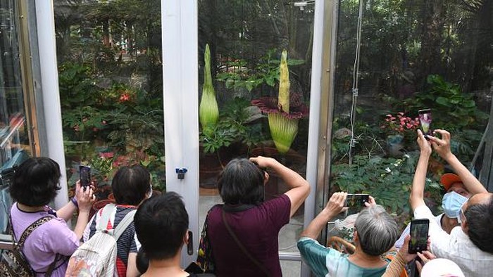 Bunga Bangkai Mekar dengan Cantiknya di Kebun Raya Beijing