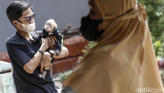 Begini Ekspresi Kucing hingga Kera Saat Disuntik Vaksin Rabies