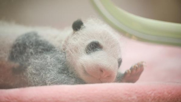 Ini Bayi Panda yang Baru Lahir di China, Gemas Banget