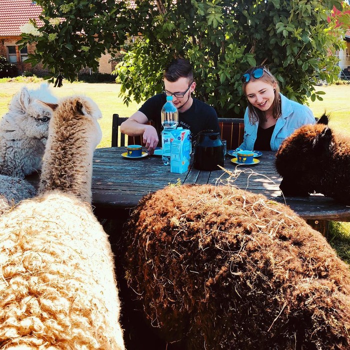 Kamu Bisa Bersantai Sambil Sarapan Bareng Llama Imut di Kebun Asri Ini