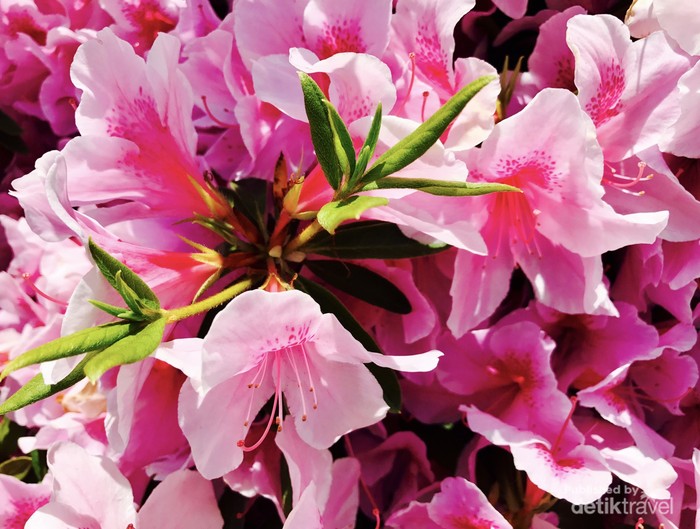Kangen Tokyo? Lihatlah Keindahan Bunga Azalea yang Mekar Ini