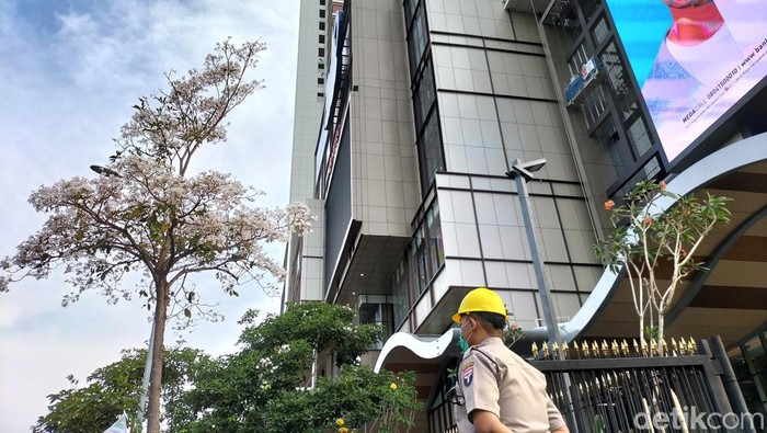 Cantiknya Tabebuya yang Mekar di depan Trans Icon Surabaya