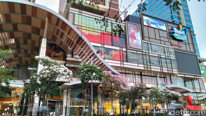 Cantiknya Tabebuya yang Mekar di depan Trans Icon Surabaya