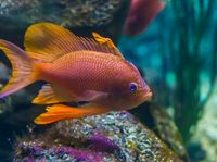 5 Fakta Ikan Red Devil yang Dilarang di Indonesia