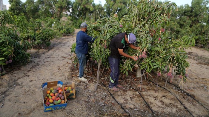 Mengintip Panen Mangga di Jalur Gaza