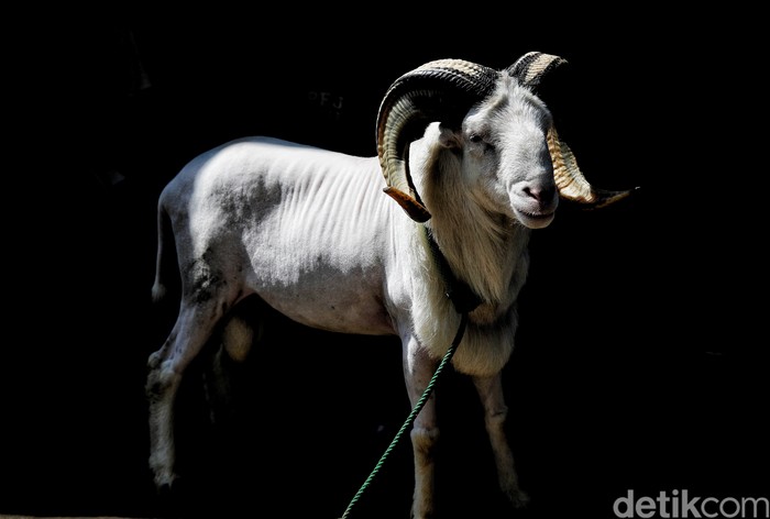 Pesona Domba Garut yang Dihargai Ratusan Juta Rupiah