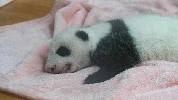 Gemasnya Bayi Panda di China, Beneran Mirip Boneka